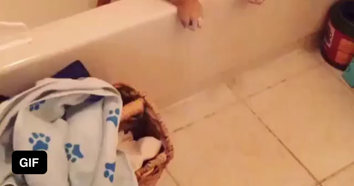 An Attempted Bath Break 9GAG an-attempted-bath-break-9gag