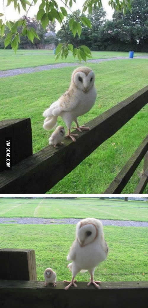 A baby owl and his mamma - 9GAG