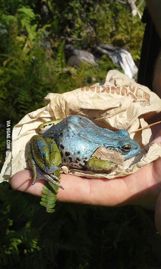 A blue bullfrog - 9GAG