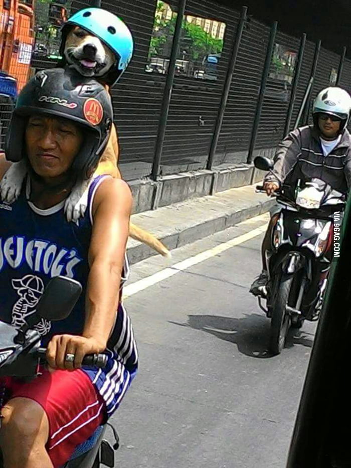 While in the phil. dog wears helmet - 9GAG