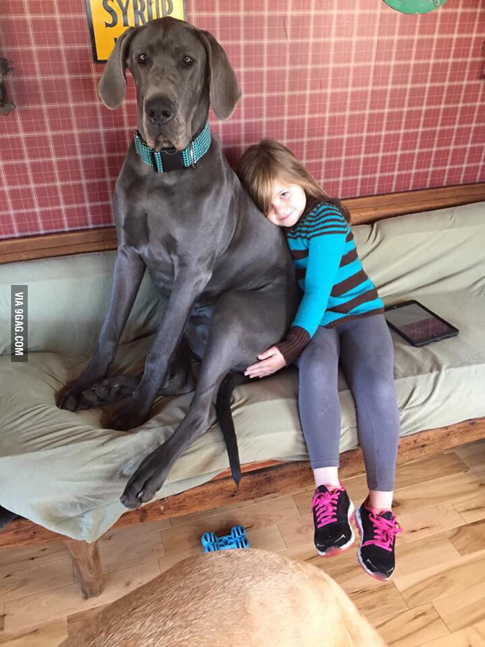 7 Year Old Girl And 10 Month Old Great Dane Pup 9gag
