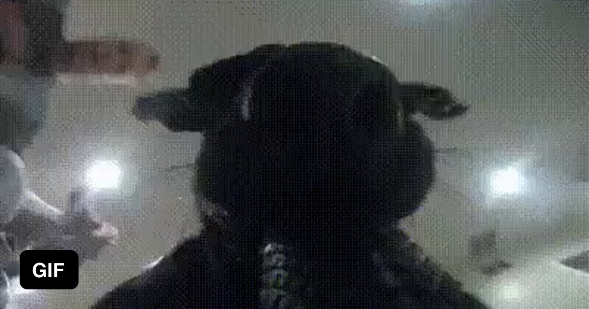 Doggo steals a GoPro stick and gets chased - 9GAG