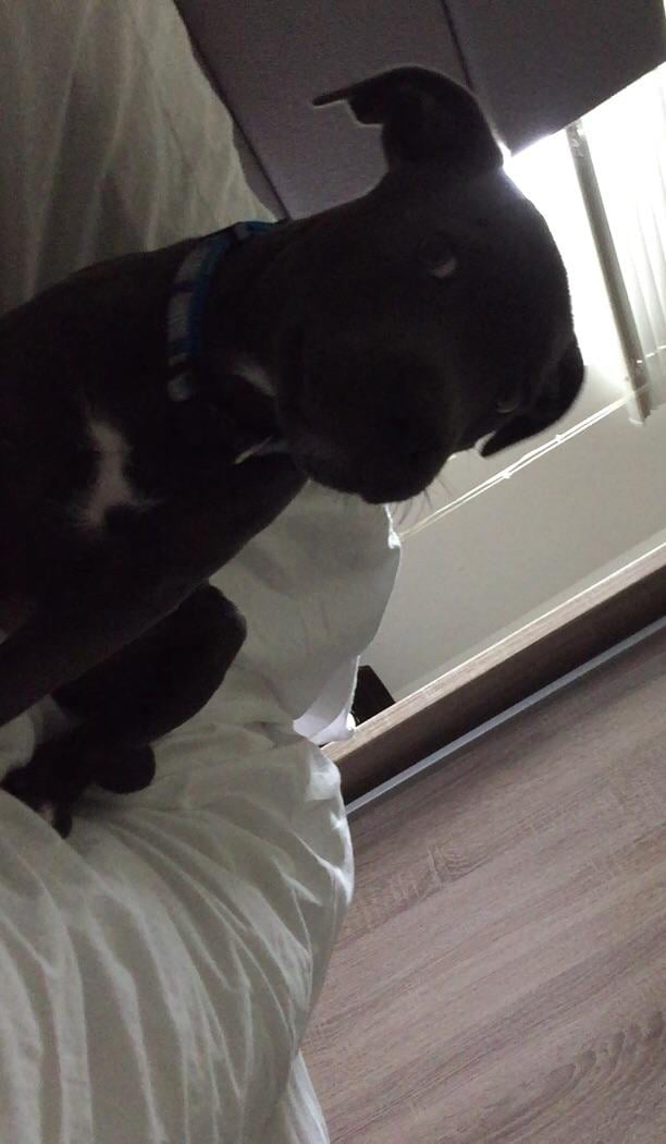 Suspicious pupper - 9GAG