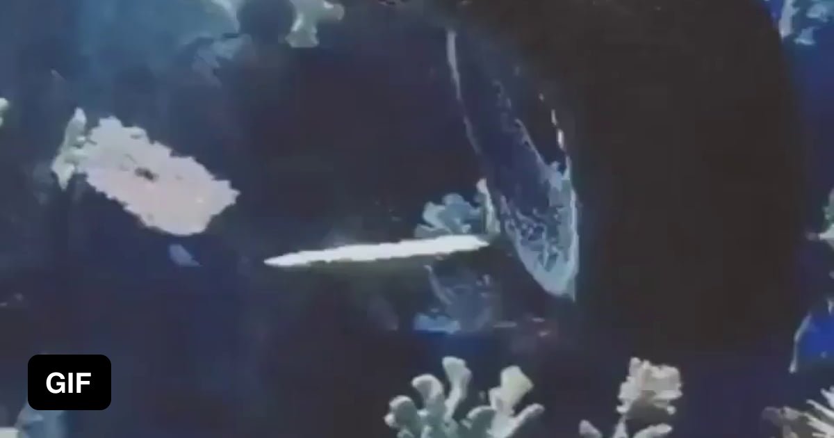 Dramatic Dance of the Moray Eel - 9GAG