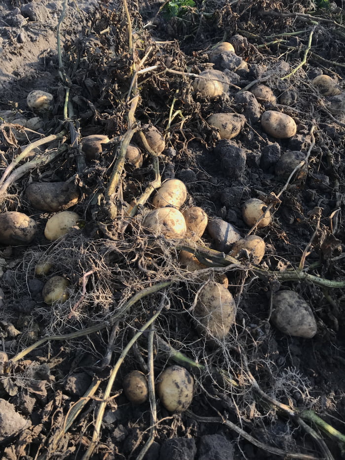 Wild potatos having fun - 9GAG