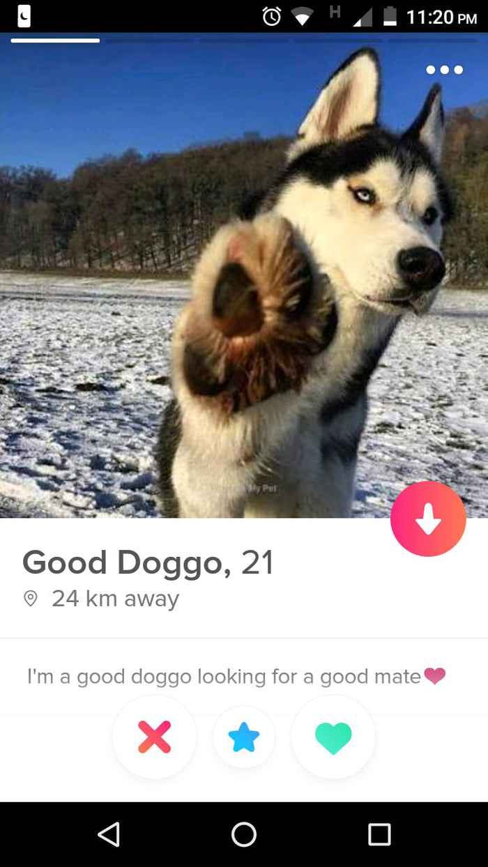 Doggo has more swag than you - 9GAG