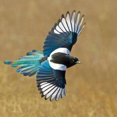 Aaa it is a bird - 9GAG