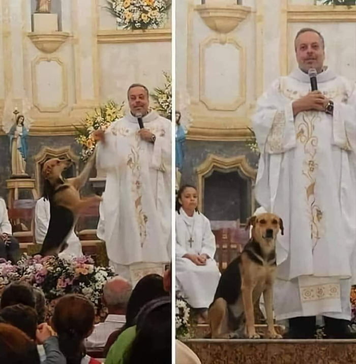 Father Juan Pablo takes abandoned dogs out of the streets, feeds them ...