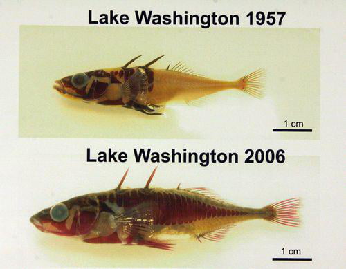 This fish was less armored when the lake was polluted, but was armored ...