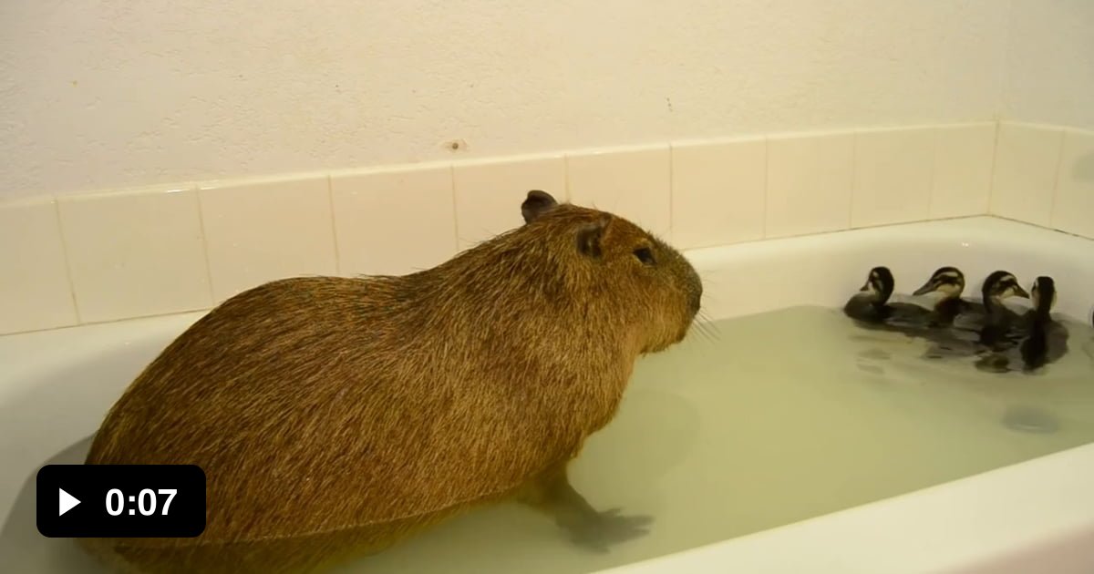 Behold this farting capybara - 9GAG