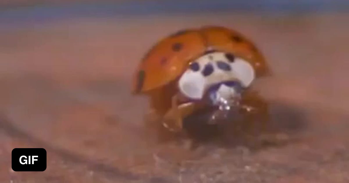 A ladybug taking off in slow motion (Wheeeeee) - 9GAG