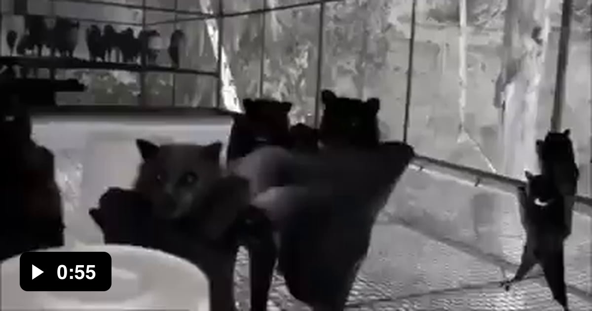 Bats night out - 9GAG