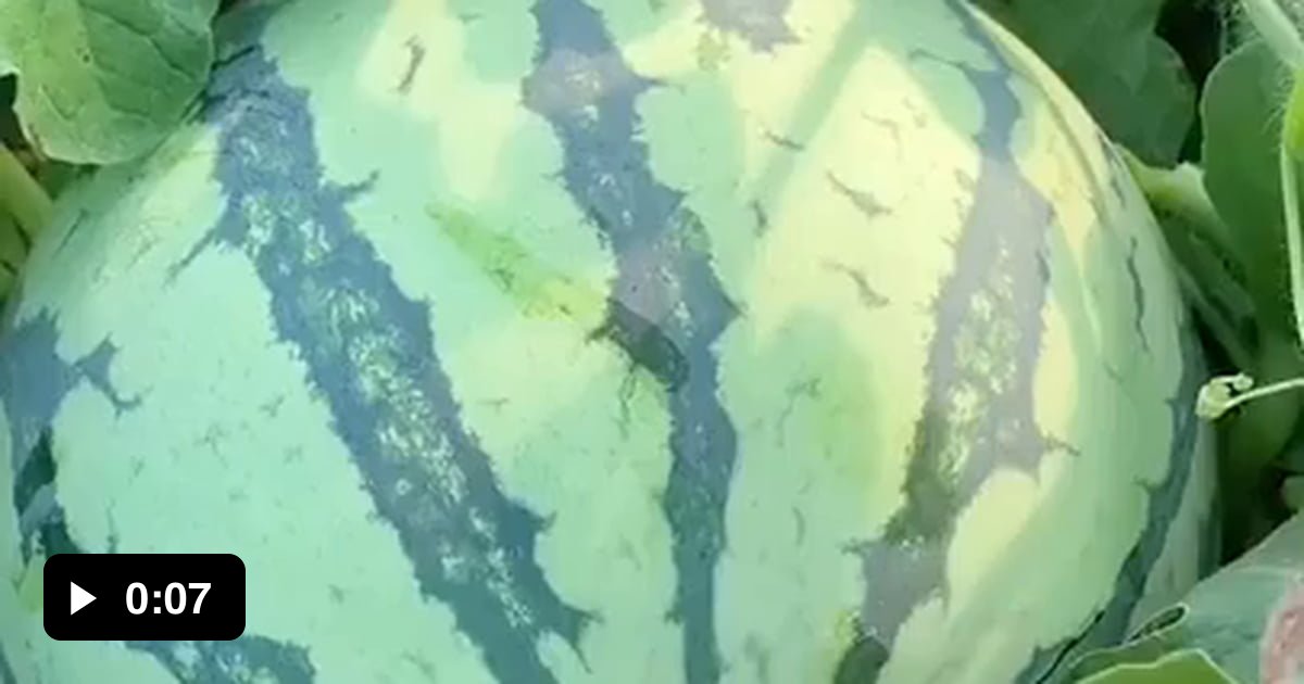 Watermelon opening technique - 9GAG