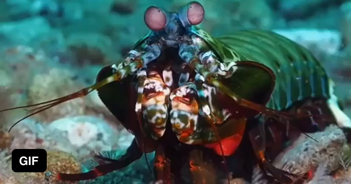 The Mantis Shrimp, thought to have the most complex visual system ever ...