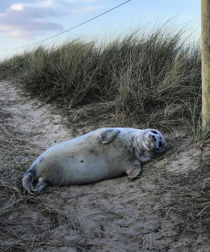 Look at the wee little baby - 9GAG