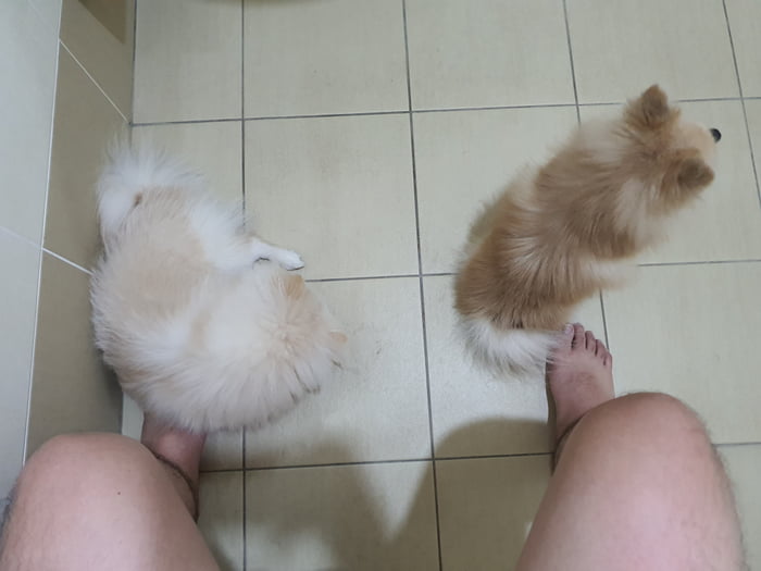 Poop in peace. - 9GAG