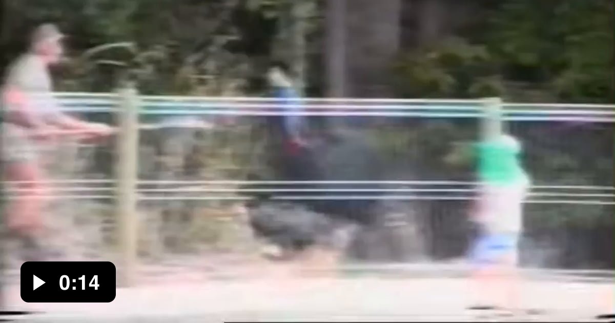 This is what a Cassowary attack looks like. They are often regarded as ...