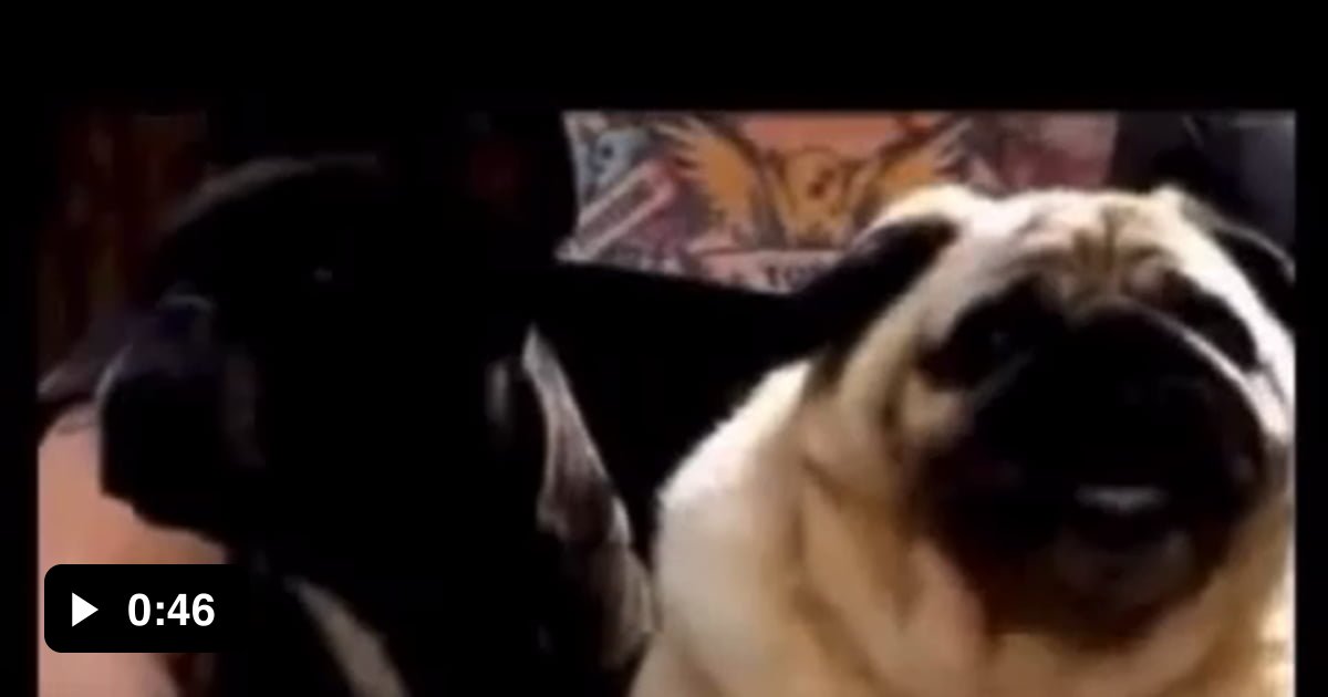 Pug says batman - 9GAG