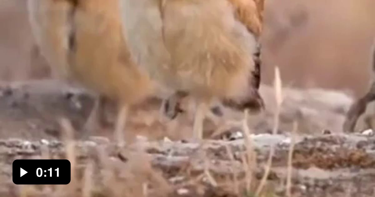 Owl being a derp. - 9GAG