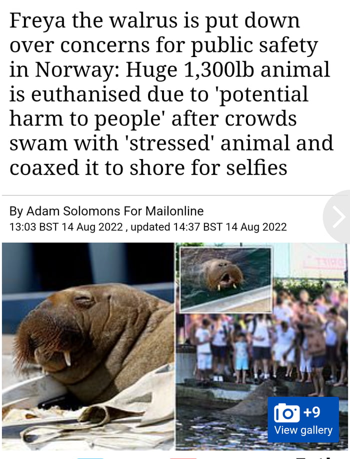 RIP Freya the walrus - 9GAG