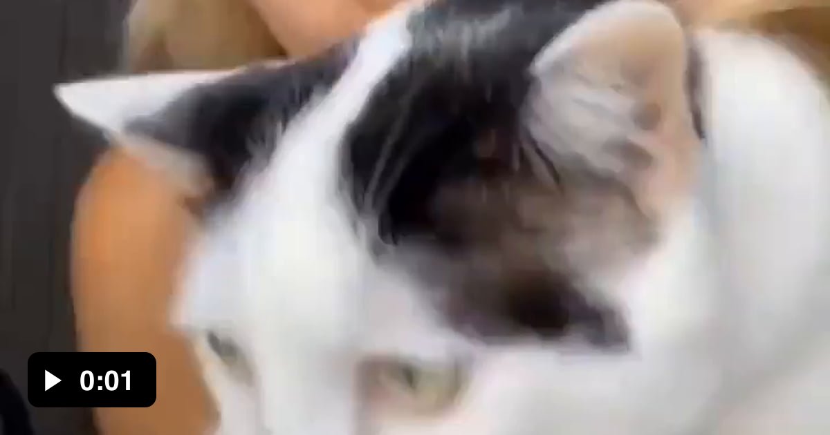 All hail the cat. - 9GAG