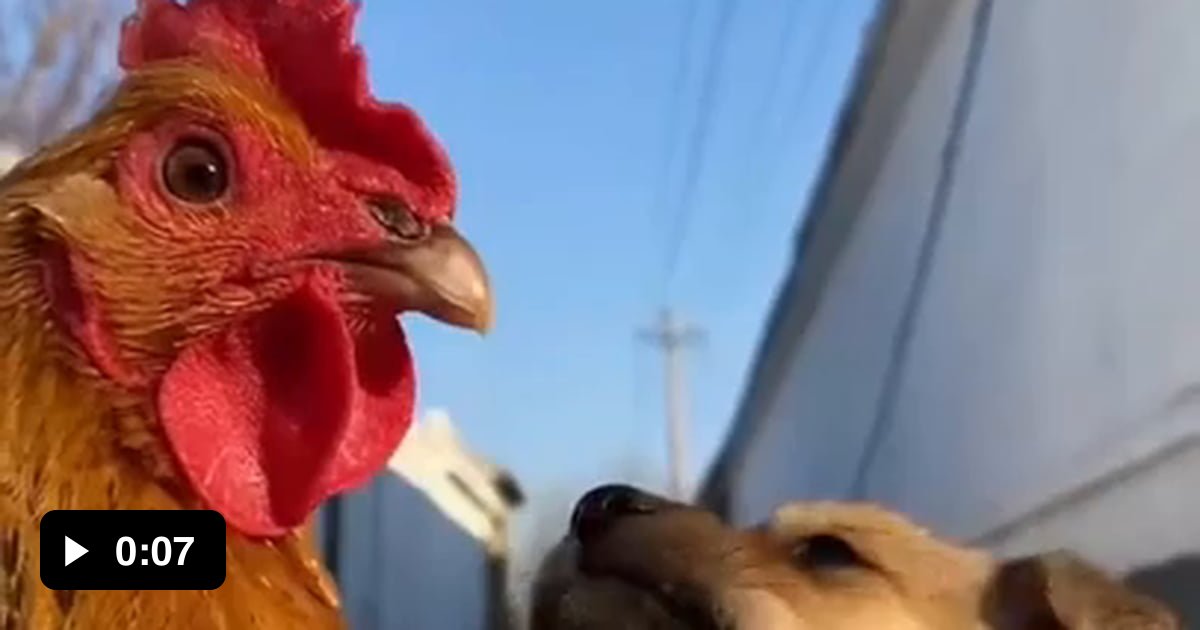 Chicken giving puppy a ride - 9GAG