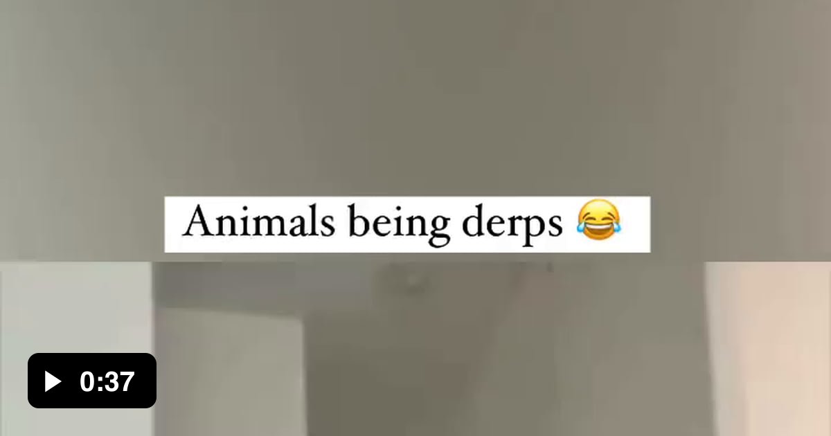 Animal's being derpy 🤣 - 9GAG