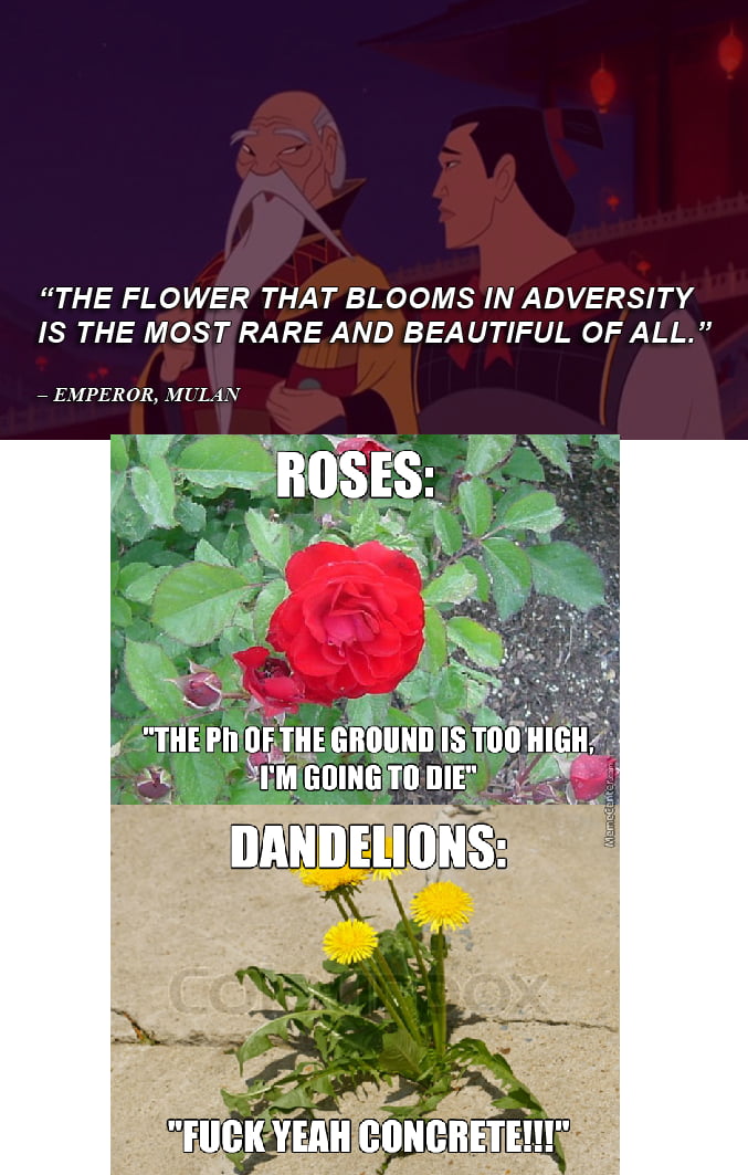 Dandelions - 9GAG