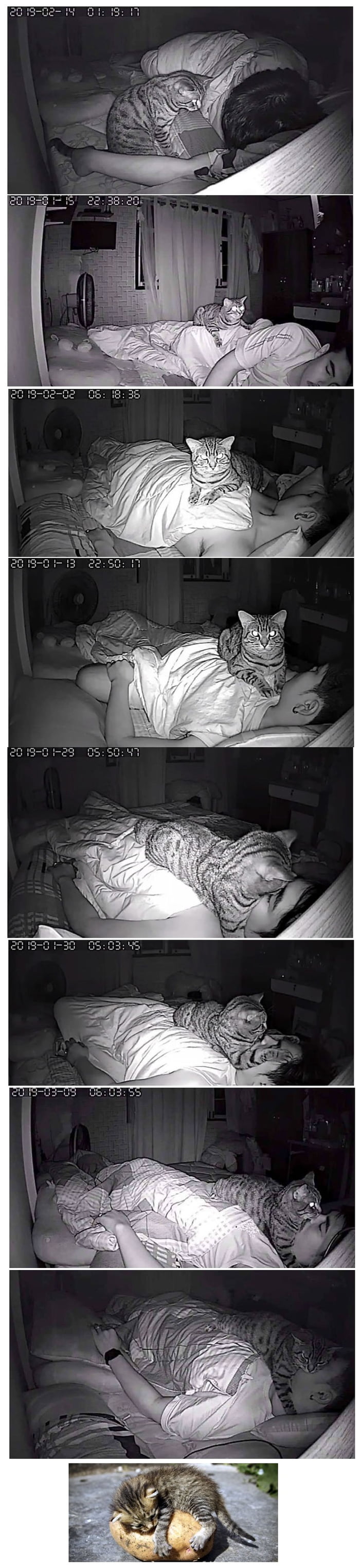 Secret Camera Records What Man's Cat Does At Night - 9GAG