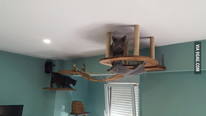 Please, rate my cat gaming setup. - 9GAG