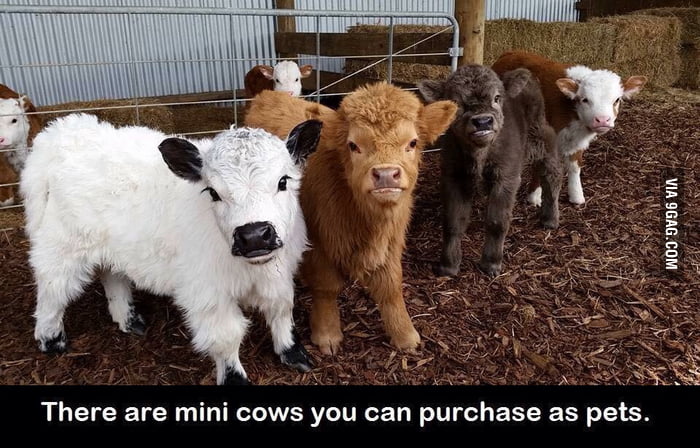 Mini cows - 9GAG