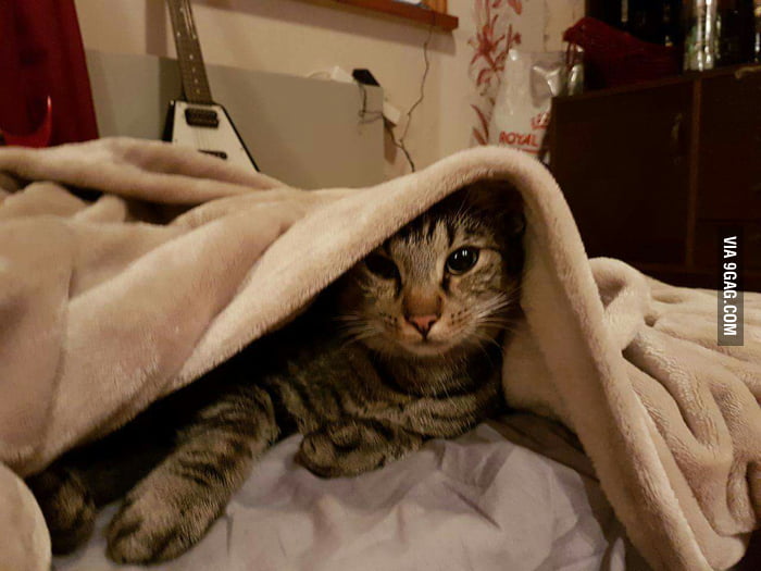 Obi-Cat Kenobi - 9GAG