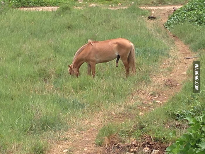 Find the 5th leg - 9GAG