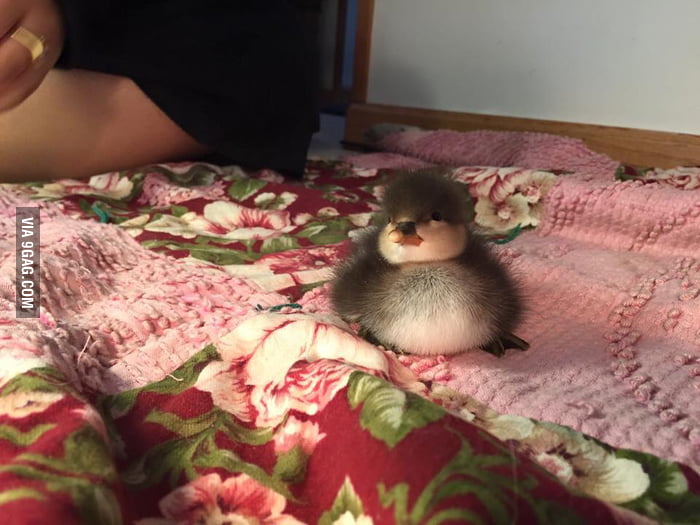 Fattest baby duck - 9GAG