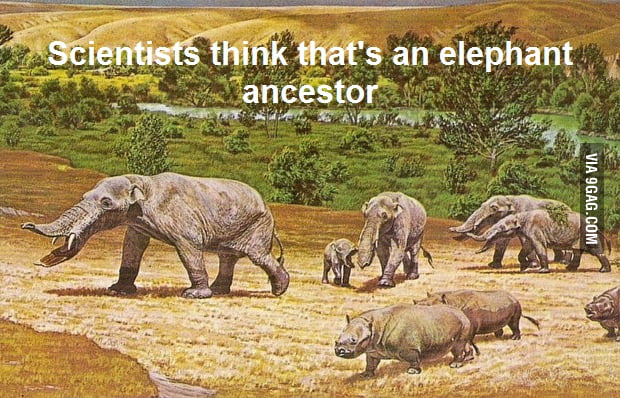 I present you amebelodon, a retarded elephant - 9GAG