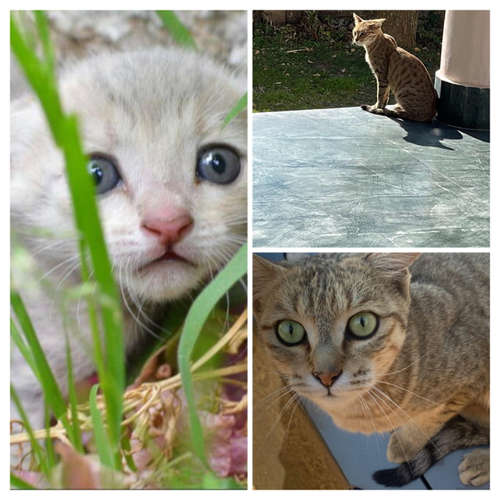 Meow meow is all grown up now - 9GAG