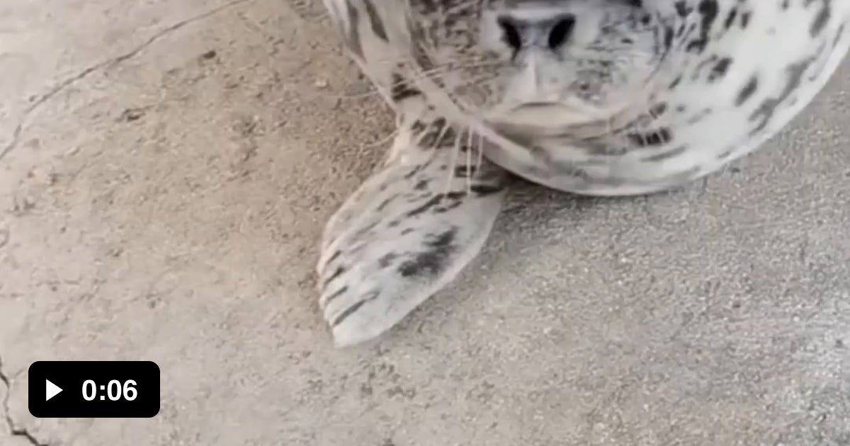 La poderosa foca bebé - 9GAG