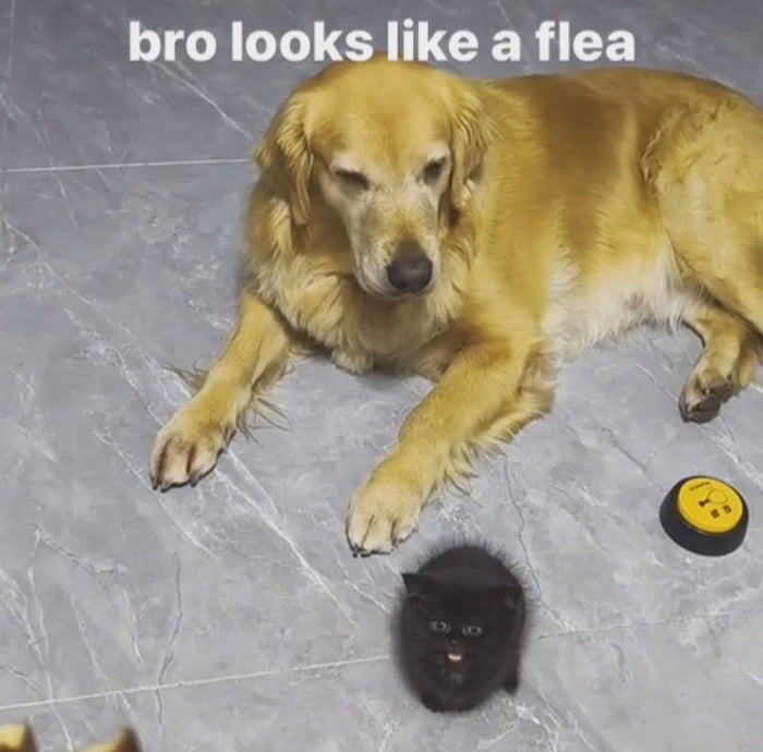 Spirit away coal flea thing - 9GAG