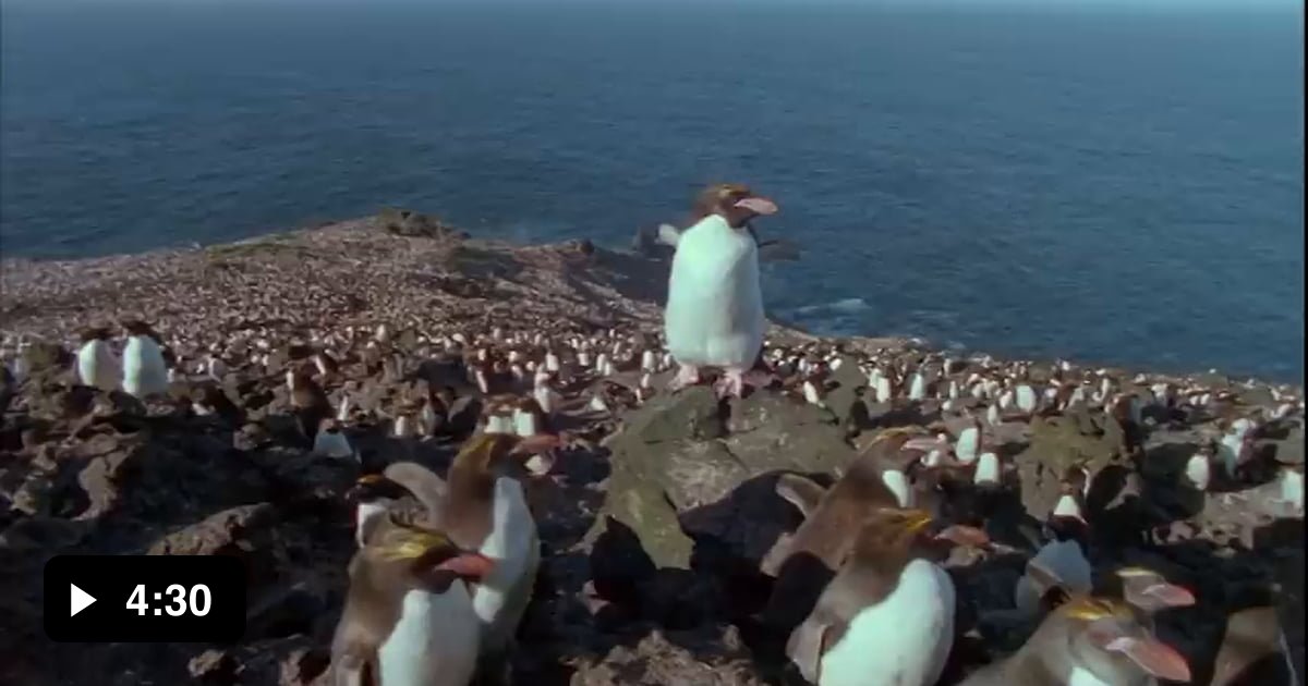 Penguinpcalypse. A rare footage of penguins being preyed upon. Watch ...