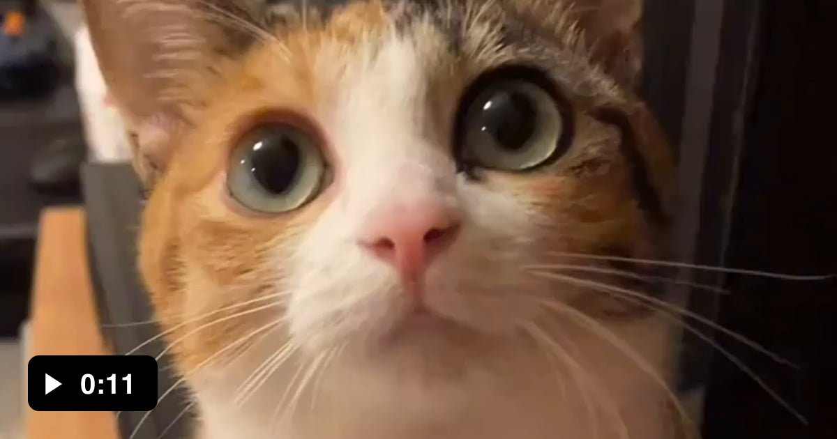 Anyone else think he has a weird meow? - 9GAG