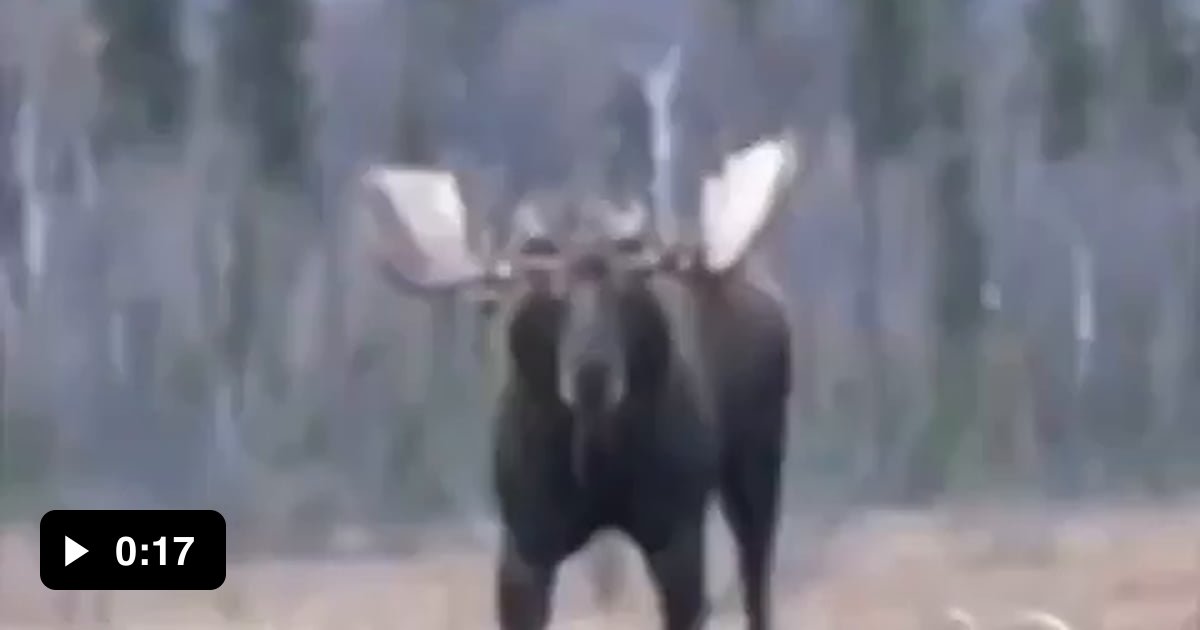 Buff Moose, protector of the wilderness - 9GAG