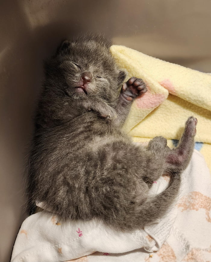 Baby blep - 9GAG