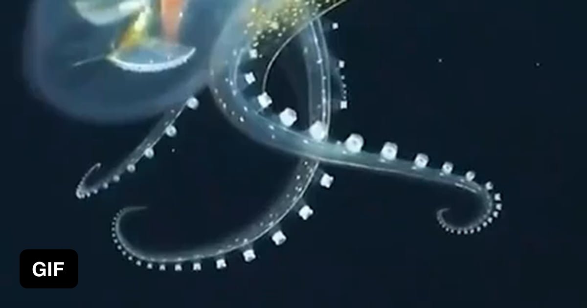 Rare glass octopus with transparent skin | By Schmidt Ocean - 9GAG