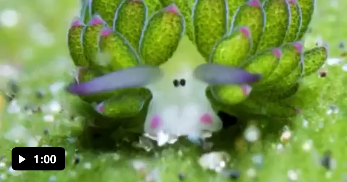 Meet the sea sheep - 9GAG
