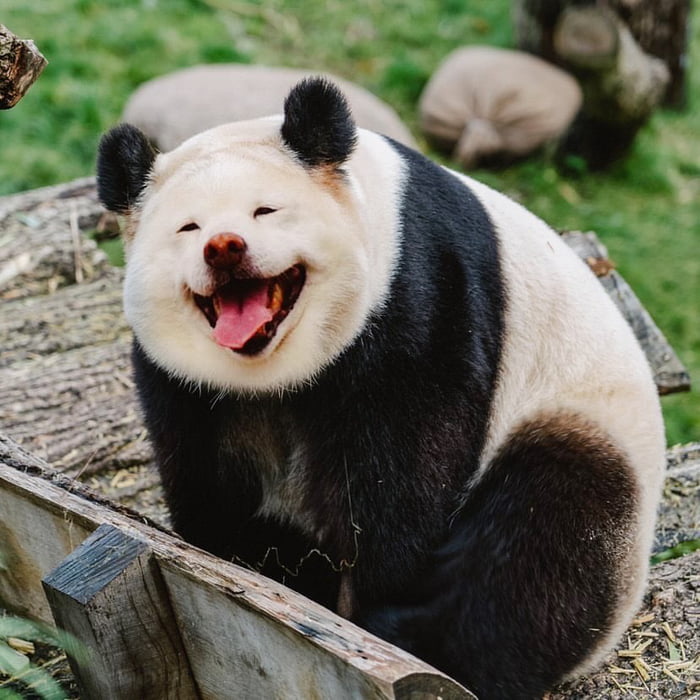 Wild pan-dog appeared! - 9GAG