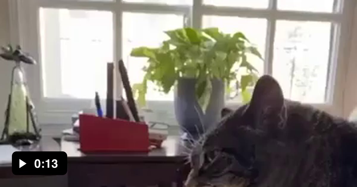 Сat Lick 9gag