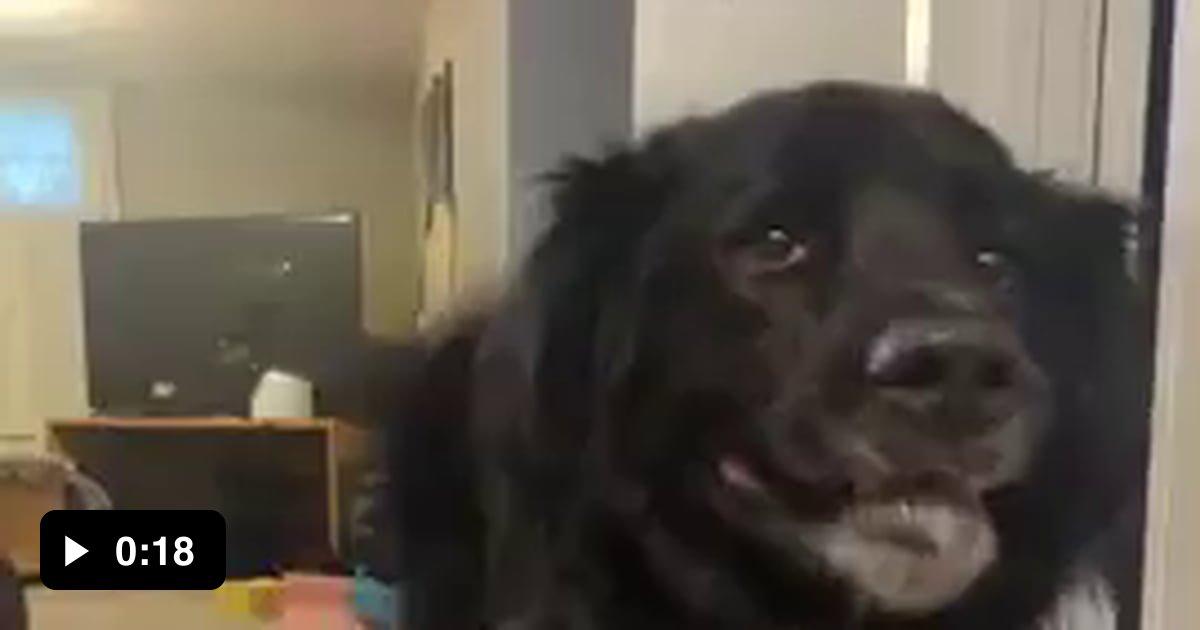 Big Rude Tippy taps to the tune! - 9GAG