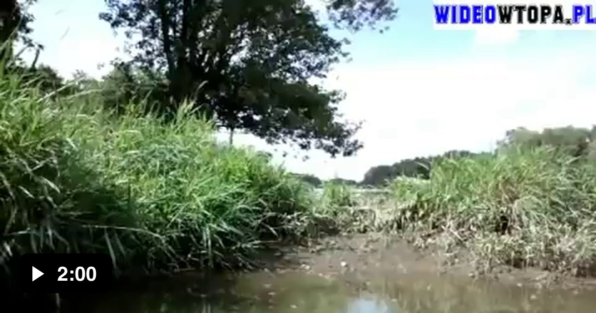 On a wave of polish bóbr. I present You a fourfiter. - 9GAG