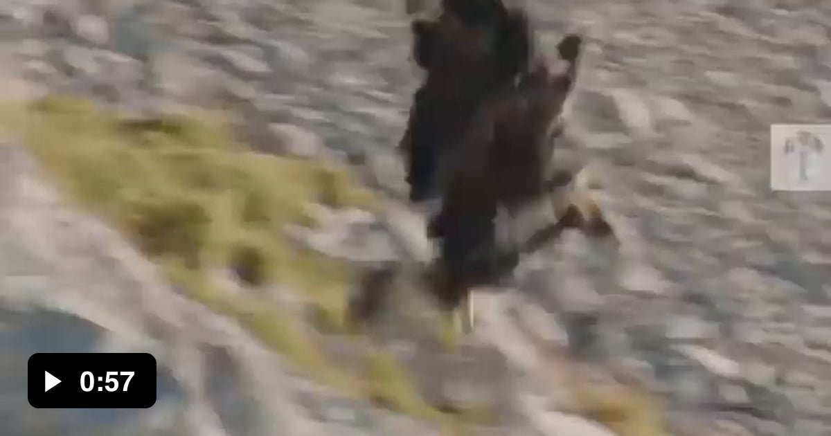 Eagles are strong enough to drive needle-sharp talons deep into prey. - 9GAG