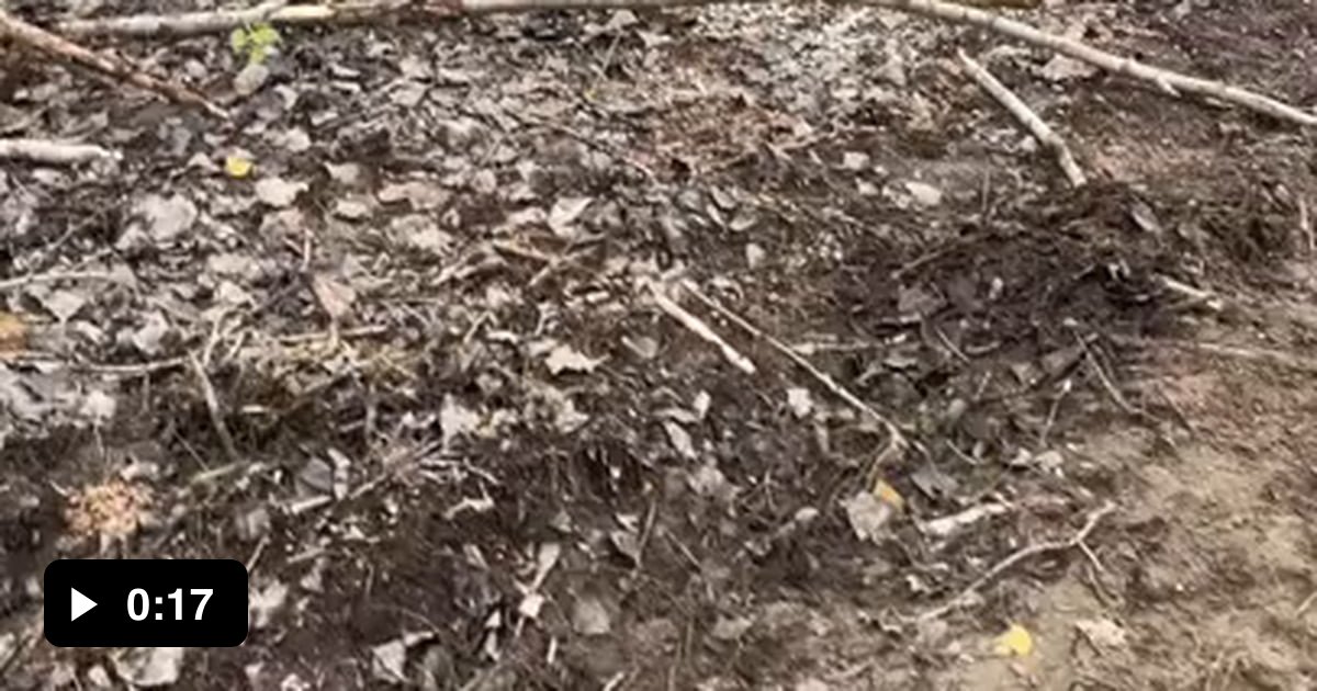 Domino effect when cutting down trees - 9GAG
